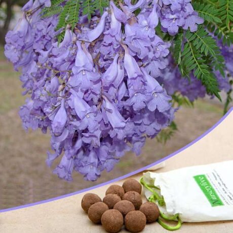Jacaranda mimosifolia, Neel Mohar - 20 Seed balls - Forestra